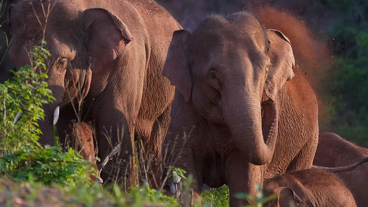 Filler Haqqinda Melumat, Filin Özəl Xüsusiyyəti ️