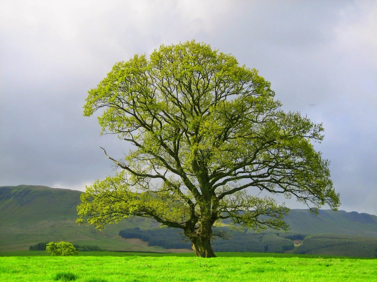 Çinar agaci haqqinda melumat - Təhsil Portalı