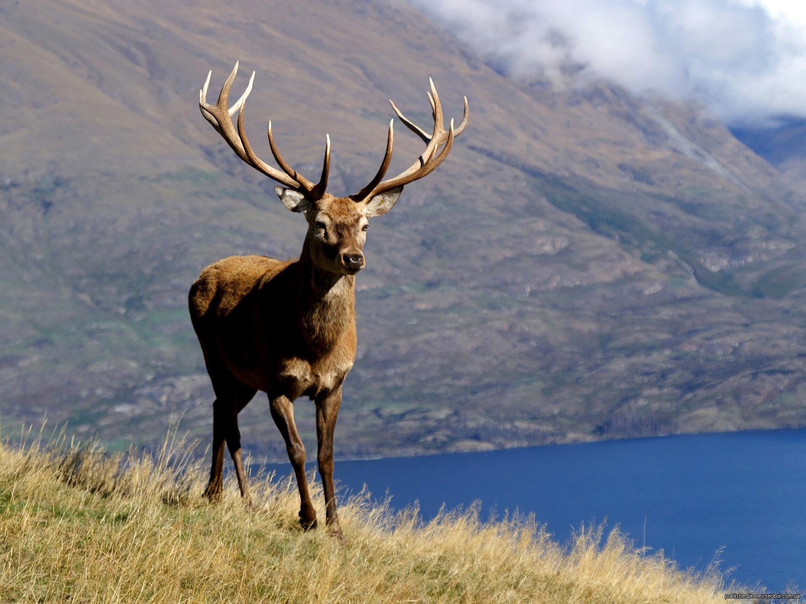 Maral haqqında məlumat - Təhsil Portalı